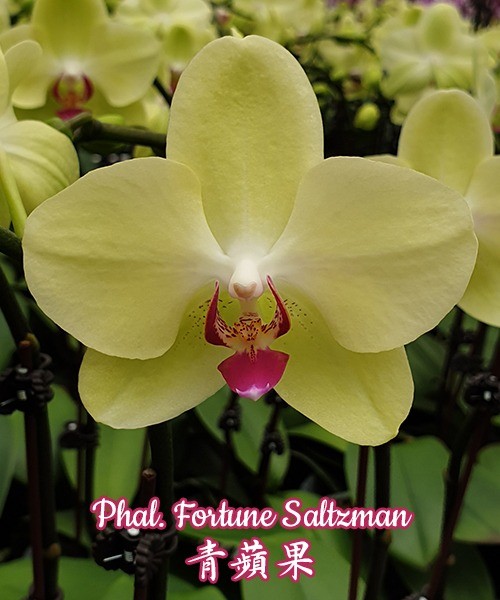 Орхидея Phal. Fortune Saltzman - купить, доставка Украина